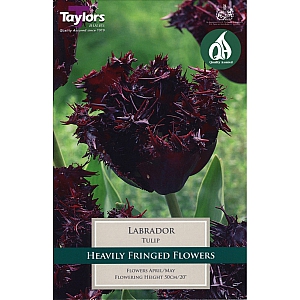 Labrador Tulips from Dundry Nurseries.