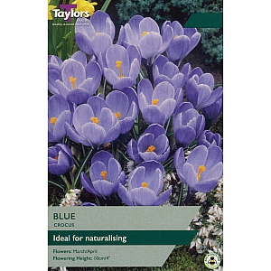 Blue Crocus from Dundry Nurseries.