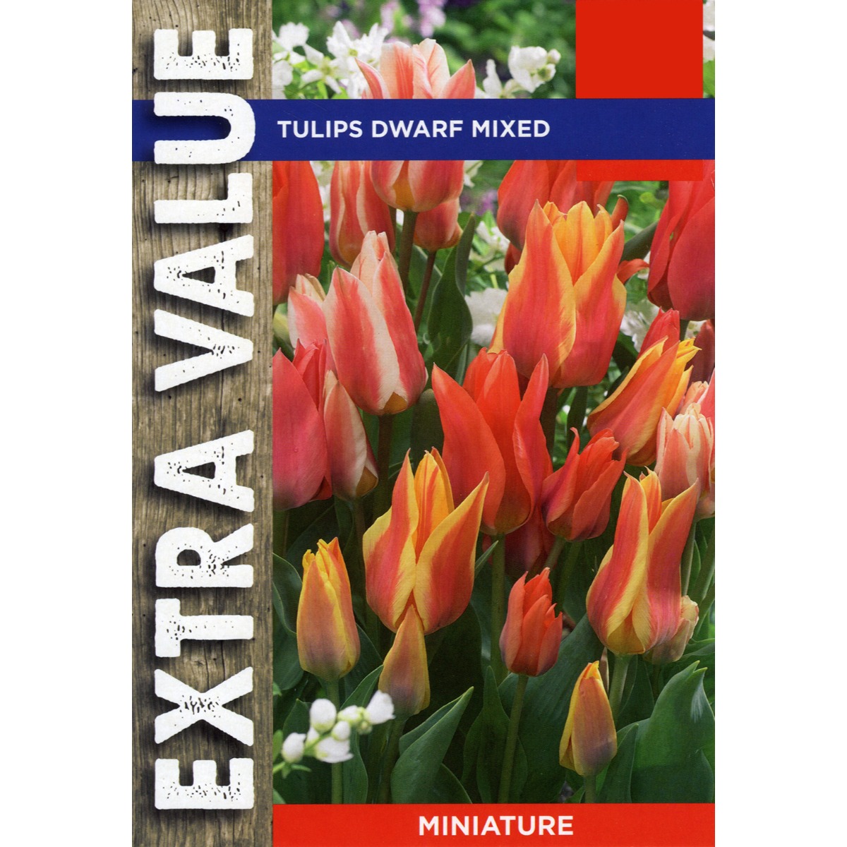 Dwarf Mix Tulips from Dundry Nurseries.