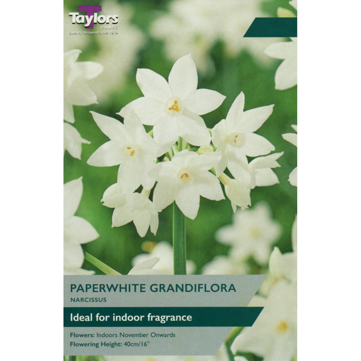 Paperwhite Grandiflora Daffodil from Dundry Nurseries.