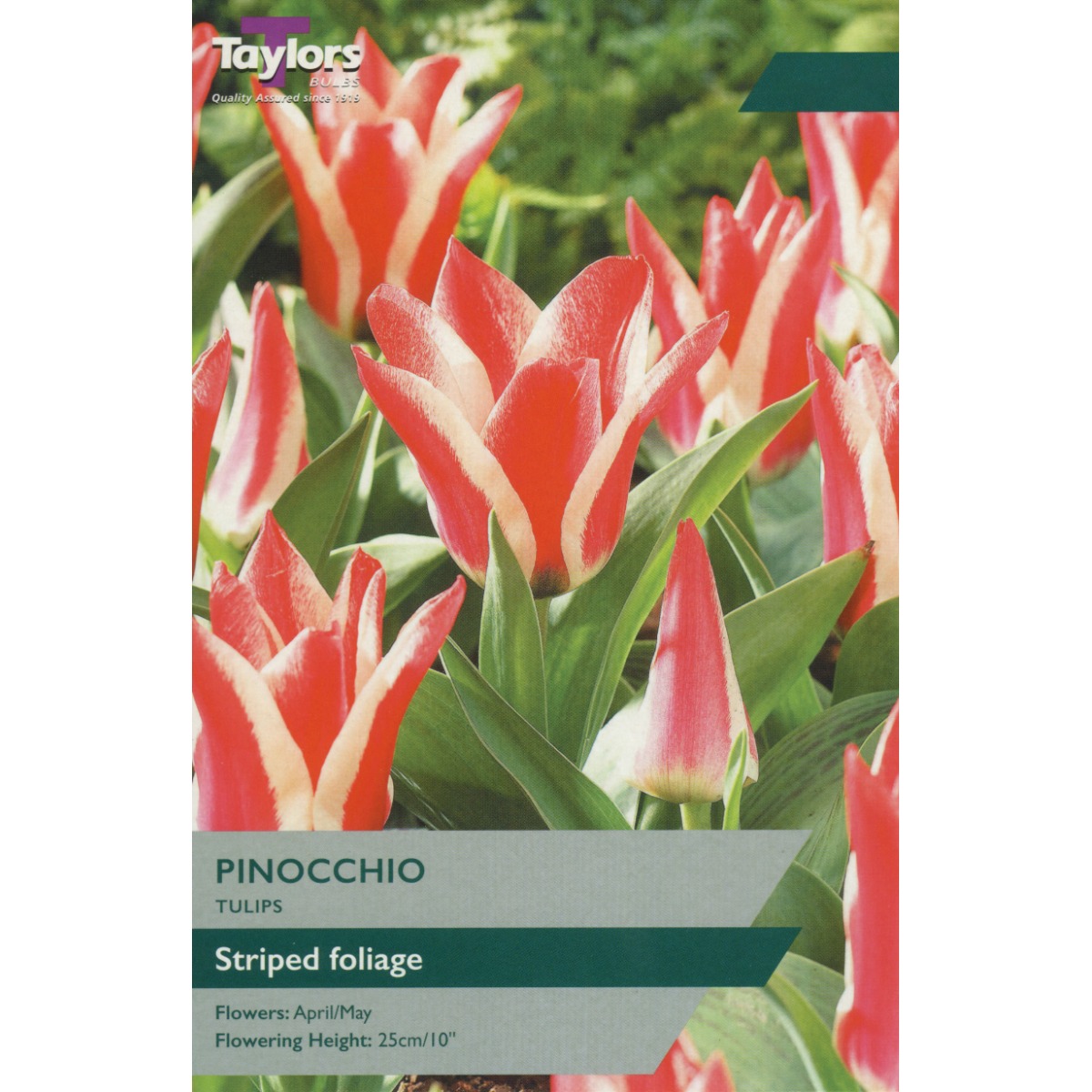 Pinocchio Tulips from Dundry Nurseries.