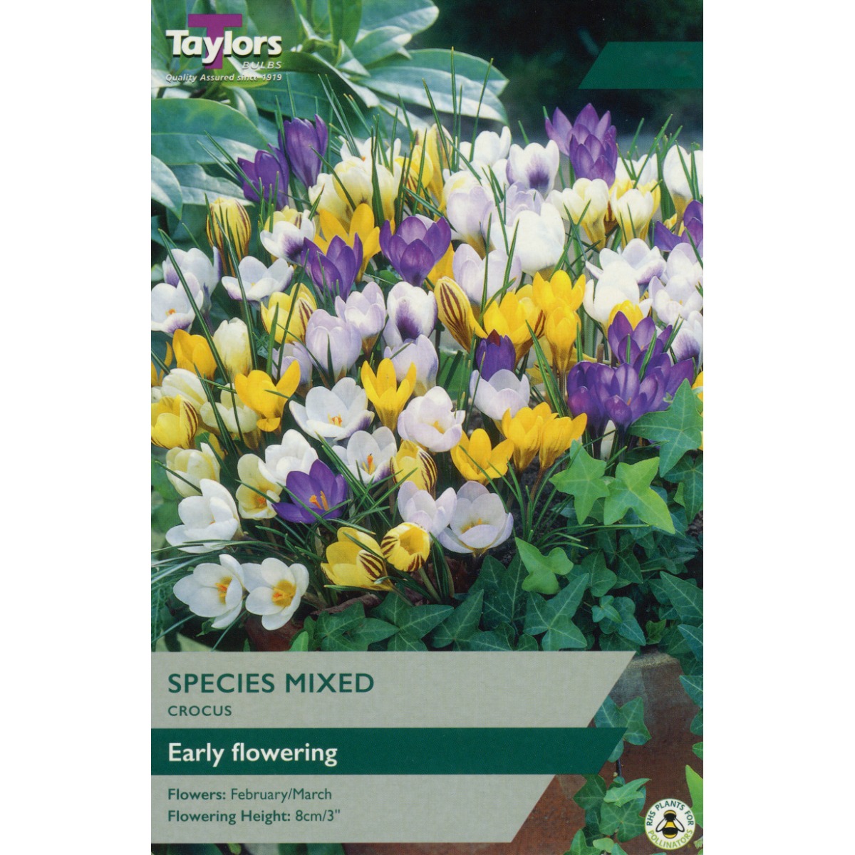 Mixed Species Crocus from Dundry Nurseries.