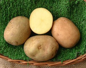 Innovator potato details from Dundry Garden Centre & Nurseries